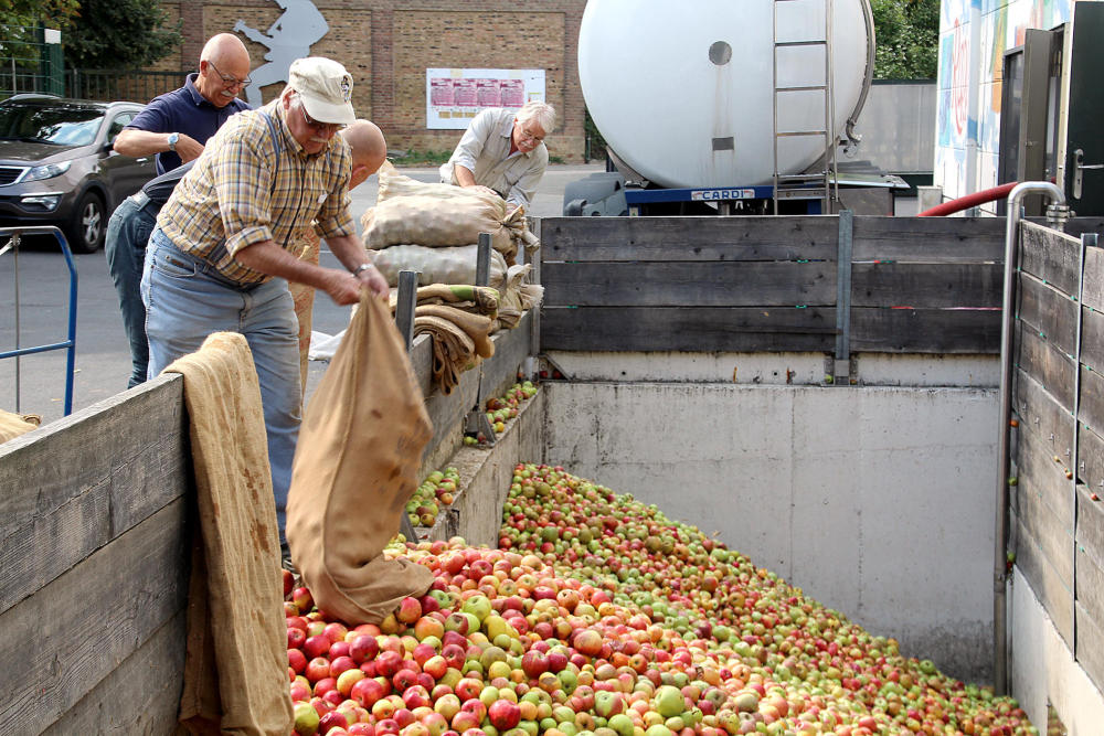 Die Äpfel rollen an